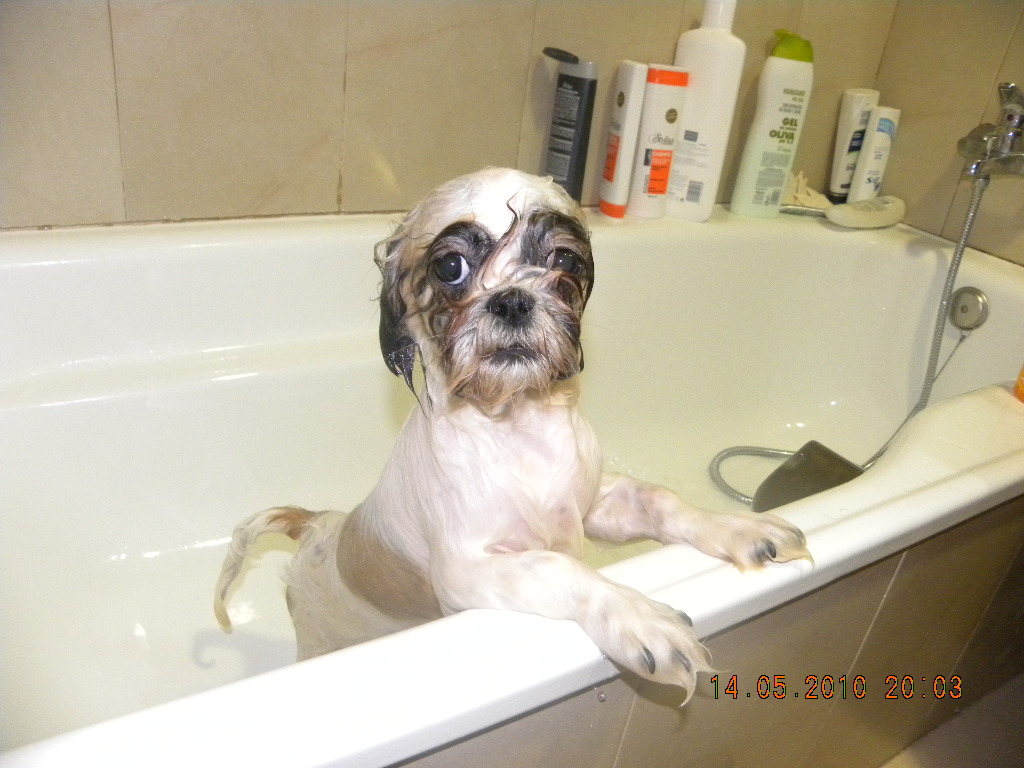 E cel mai dragut catel spalat si coafat | Catelusul Puf | Cel mai ...