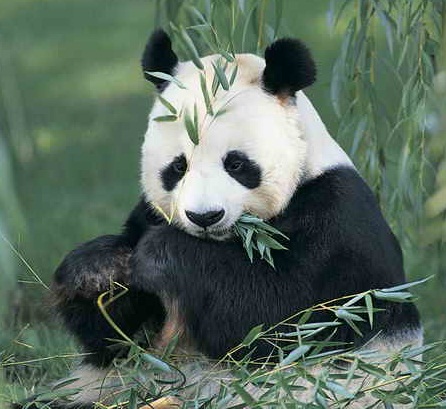 Curiosidades sobre los pandas | El Blog del Panda