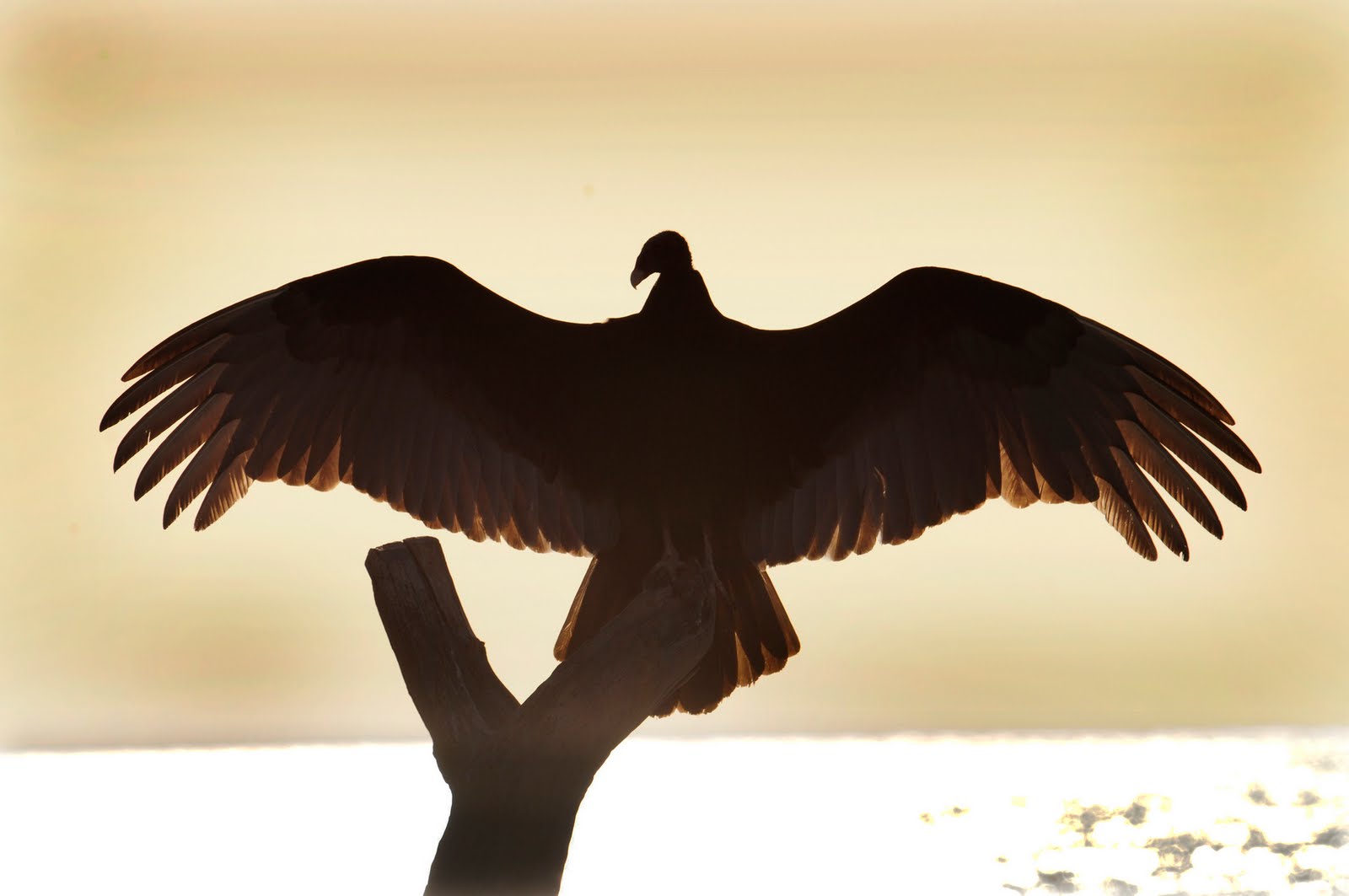 The life of a pioneering photographer.: Warming wings