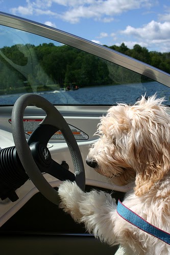 Dogs Driving: Is That Dog Driving A Boat?