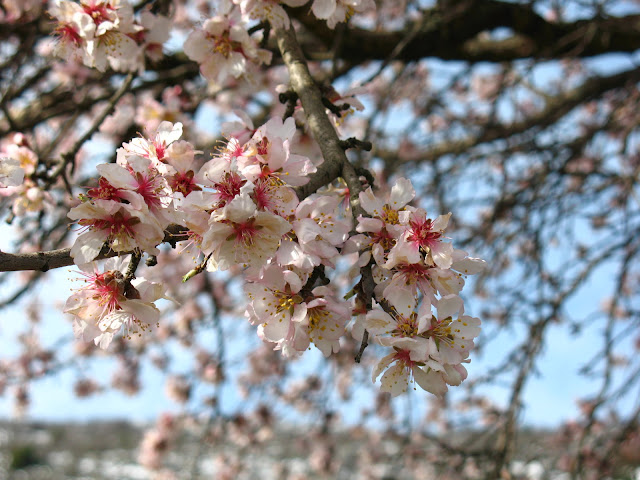 Jurnal de gradina: Migdal in floare