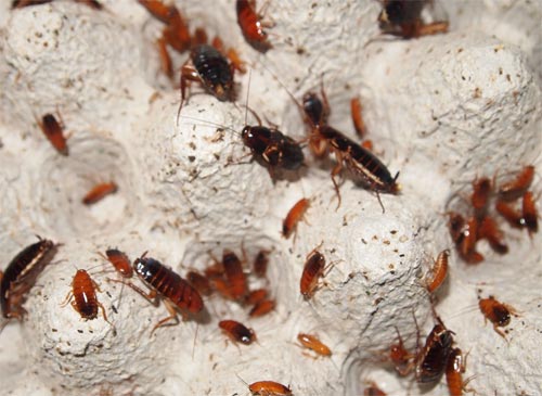 goReptiles: Lateralis Feeder Roaches