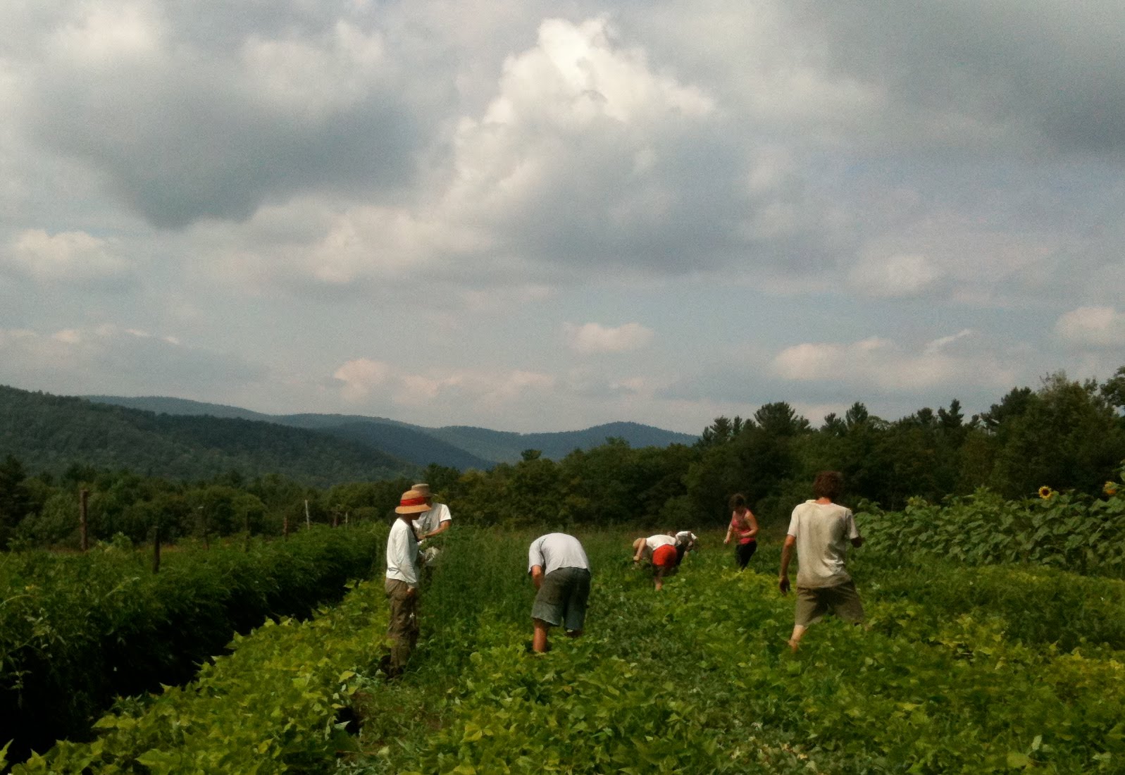 Susan Cloke: What Say You: Fable Farm