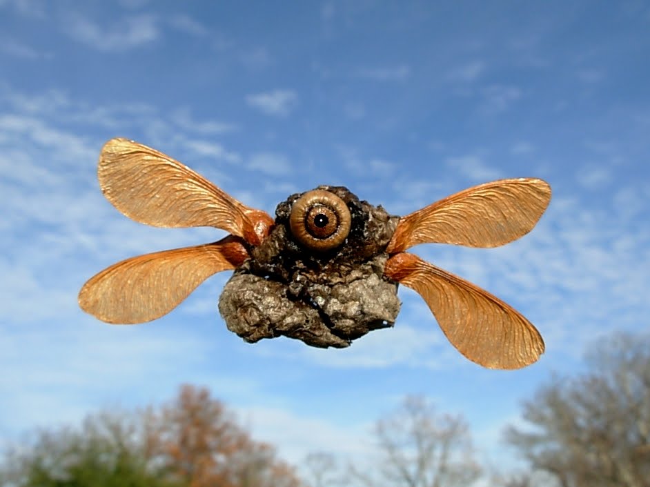 Madeira viva: Mosca-mil-olhos / Ciclope 12 - Mosca (2009) Thousand eyed ...