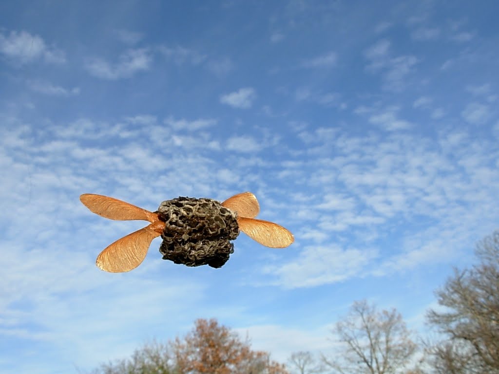 Madeira viva: Mosca-mil-olhos / Ciclope 12 - Mosca (2009) Thousand eyed ...