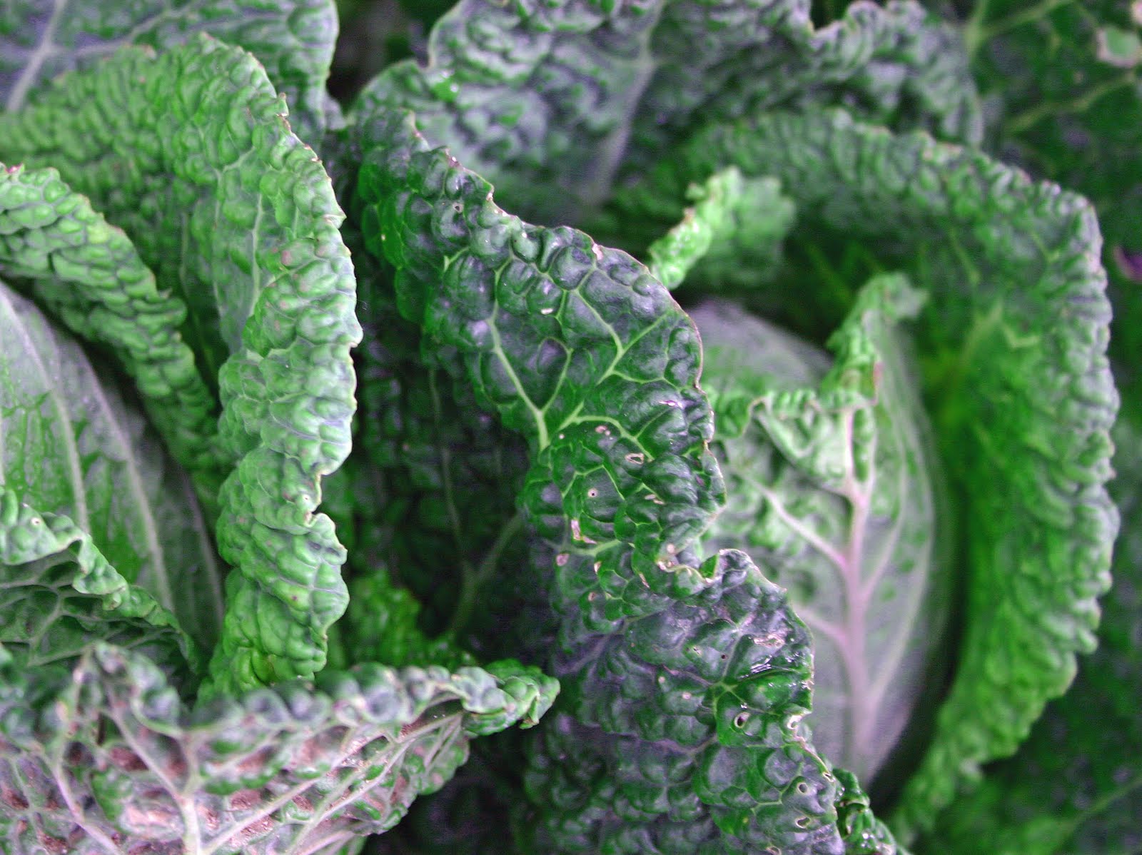 A FARMERS MARKET JOURNEY