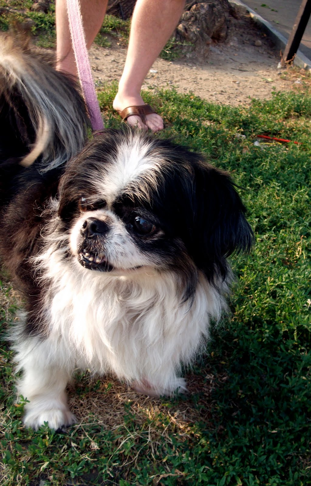 Japanese Chin Shih Tzu Mix