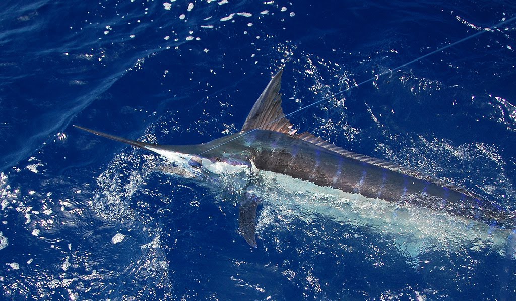 Georgetown Blue Marlin Tournament