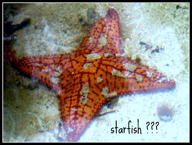 Exodus to Exuma: Weird Starfish at the Atlantis