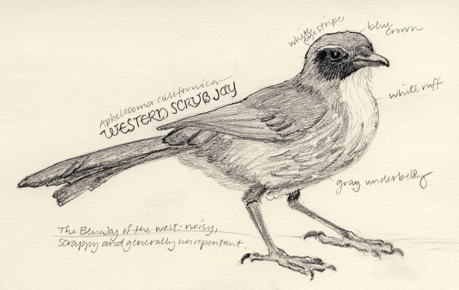 Birdly Drawn: Aphelocoma californica: Western Scrub Jay