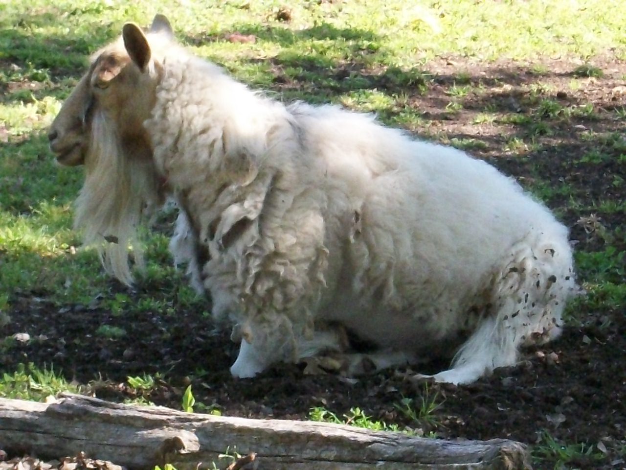 A Little Farm With A Big Heart: Goats, Books and Time