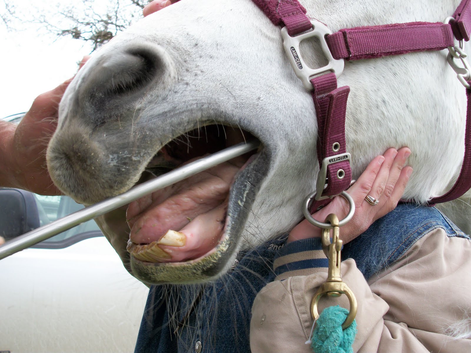 A Little Farm With A Big Heart: Dental work on a horse