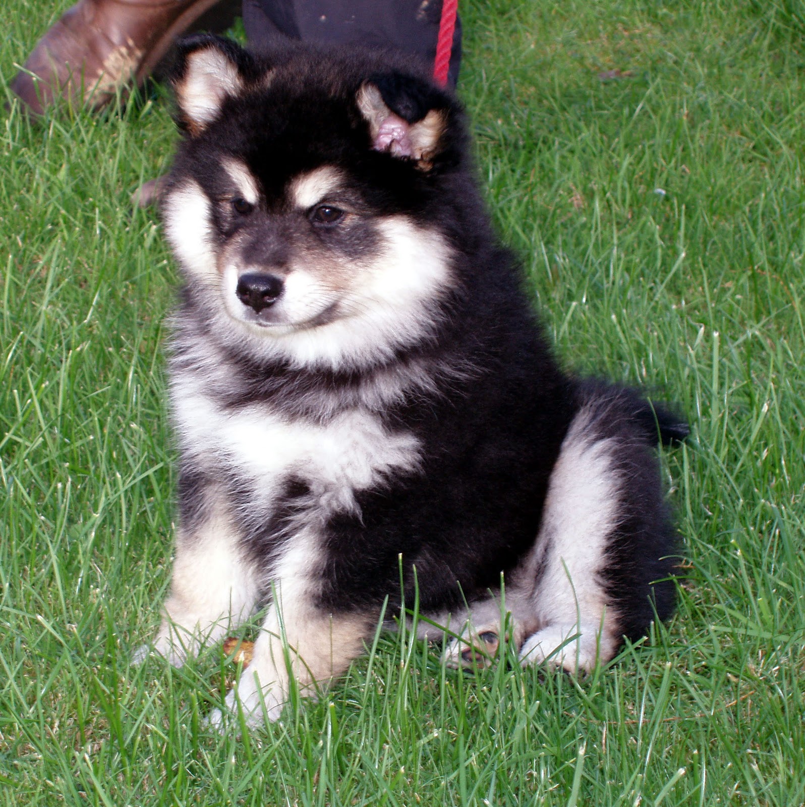 Starlapps Finnish Lapphunds: Ilo