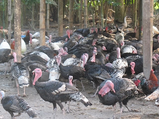 Ayam Piru