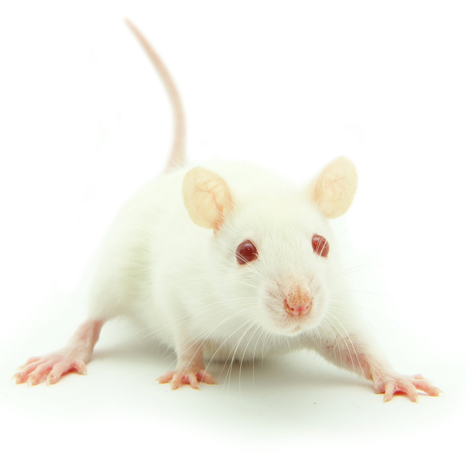 RoCo – Rodent Company | Conejos – Gerbillos – Ratas – Cuys – Ratones