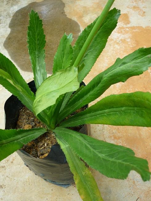 [TUMBUHAN] TuHaU - CariDotMy