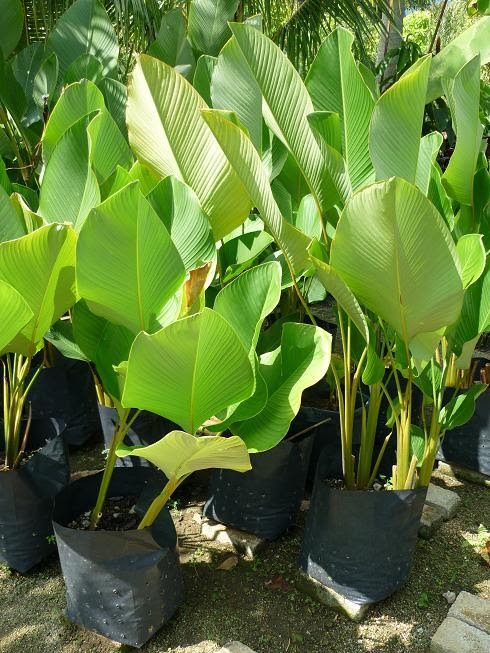 Landscape Plants For Sale: CALATHEA LUTEA