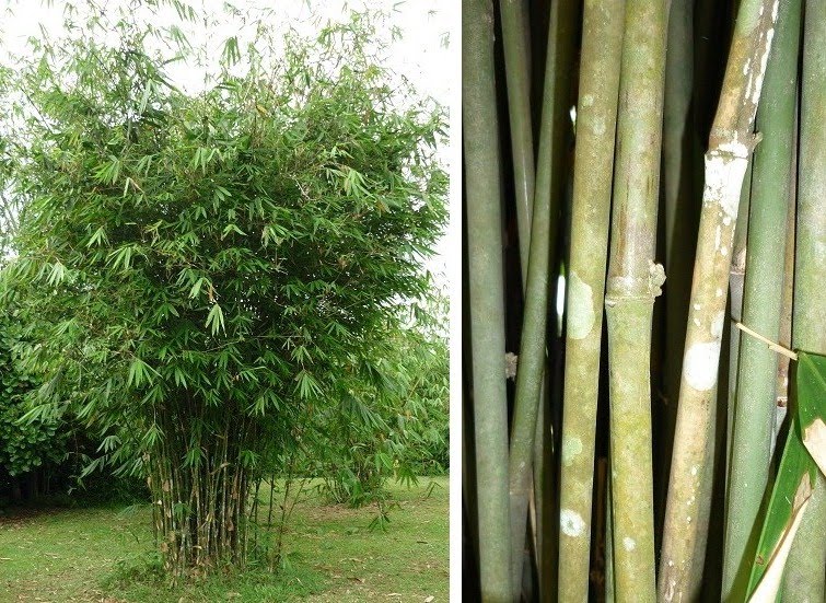 Inspirasi 26+ Pokok Buluh