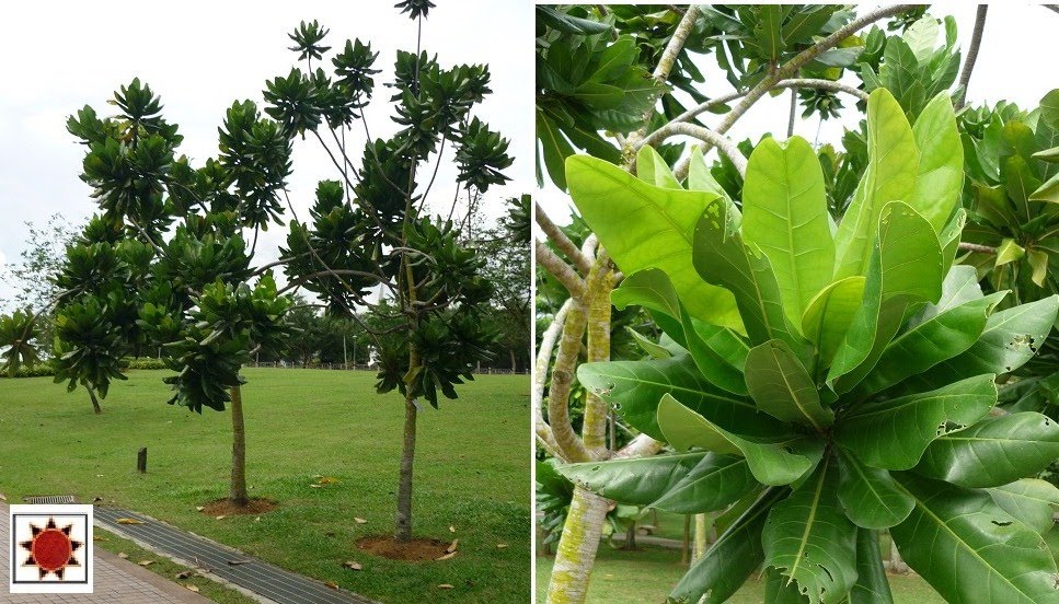 LANDSCAPE WITH TREES/ POKOK LANDSKAP | Agrobio Solutions -Delivering ...