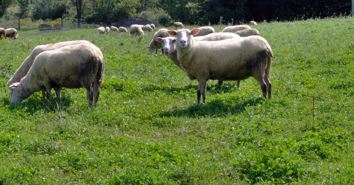 mamabishop: Sheep among Wolves