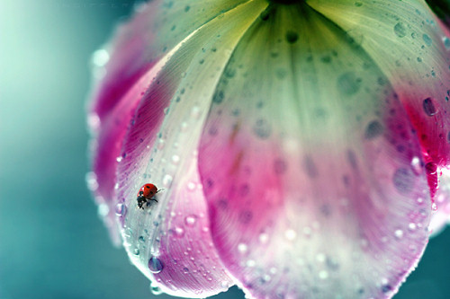 Beautiful photography: Amazing Rain Photography