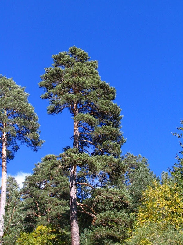 Arboles de Europa: Pino silvestre (Pinus sylvestris)