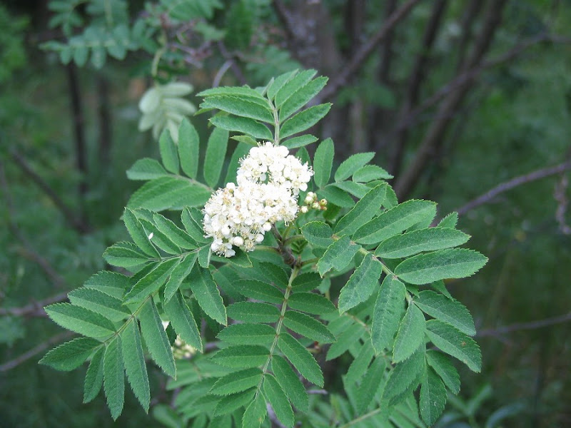 Arboles de Europa: Serbal de cazadores (Sorbus aucuparia)