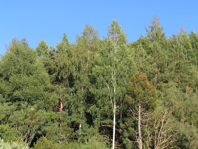 Arboles de Europa: Abedul comun (Betula pendula)
