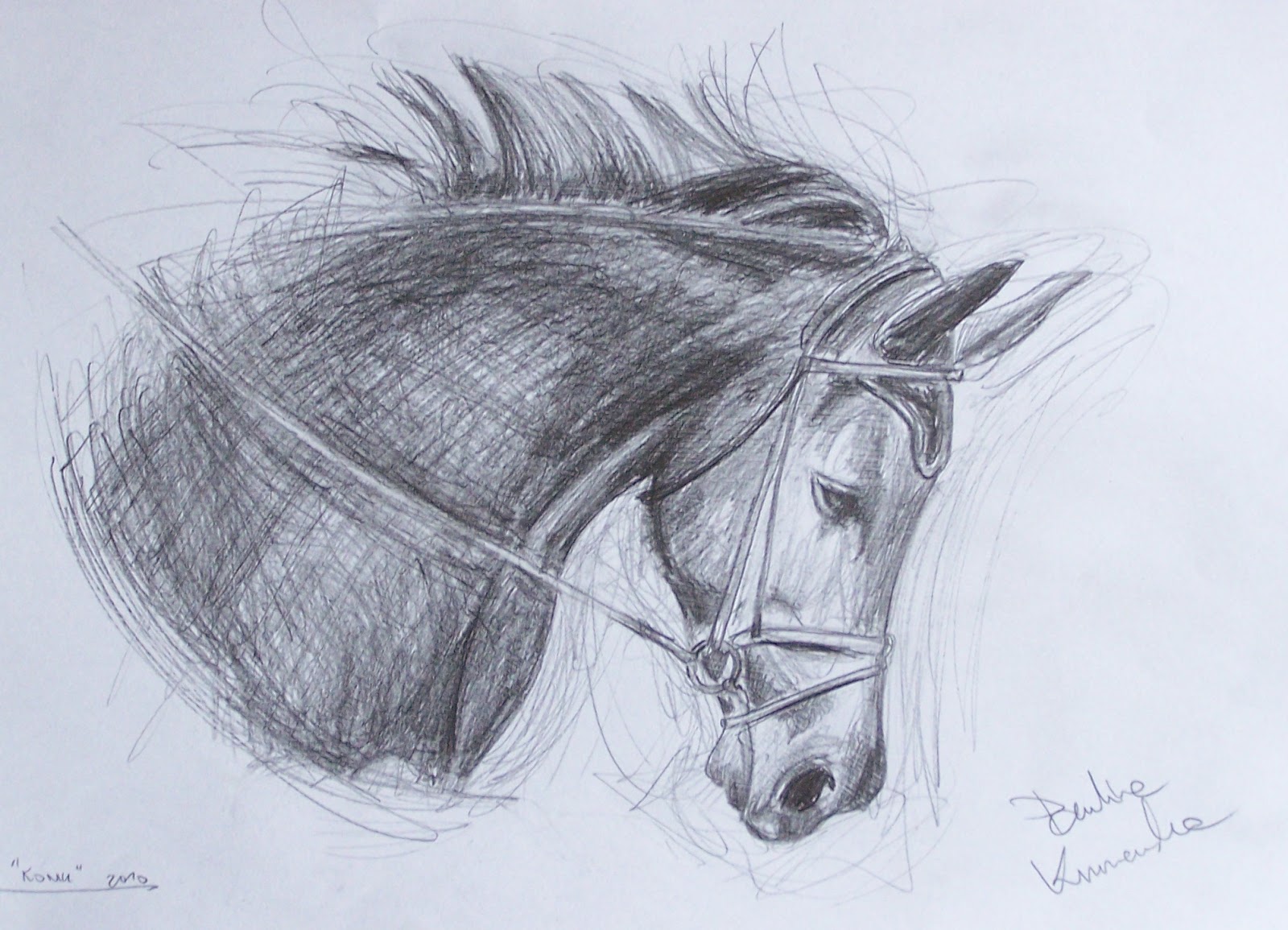 rysowanie koni on Pinterest | Horse Anatomy, Tack and Horse Head