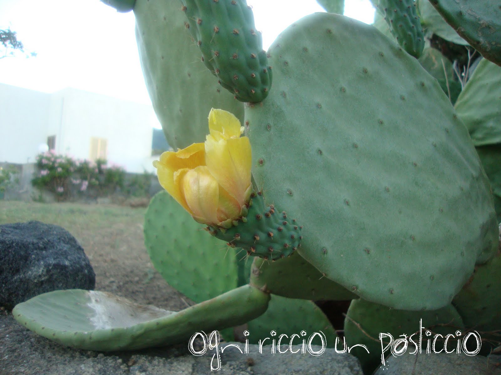 Ogni riccio un pasticcio - Blog di cucina: Infuso di fiore di fico d ...