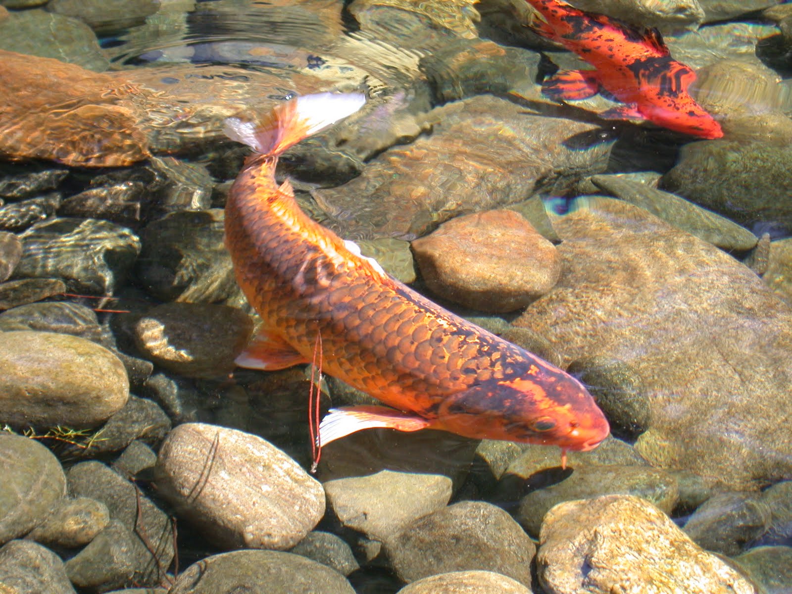 BLOG DO TERAPEUTA - Terapeuta com especialização em exercícios e ...