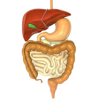 Ms. Hero's Bio Blog: Why do we have an appendix?