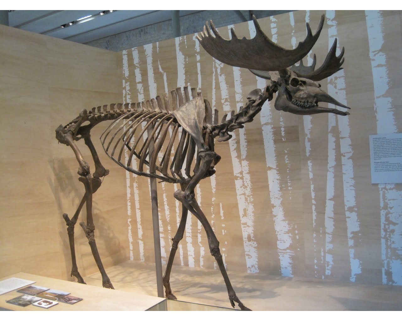 moose skeleton/vertebra | Moose, Culture art, Animal skulls