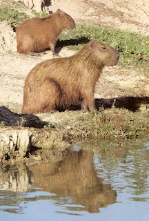 Orden Rodentia