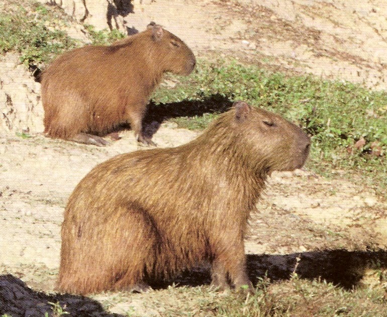 Orden Rodentia: Introducción. Orden Rodentia