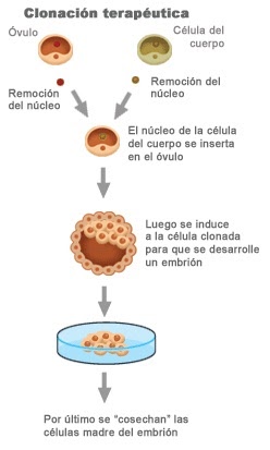 Hablemos de: Clonacion terapeutica - Info Clonaciones