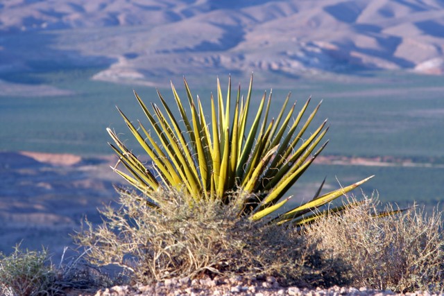 elsa yuen袁鳳如 如此漂亮美女為了滿足肉欲而超淫亂中出