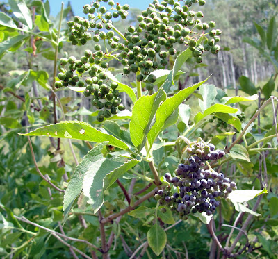 Janie and Steve, Utah Trails: Very Berry