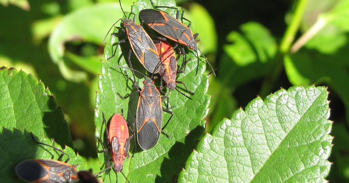 Bug Eric: Indoor Insects of Autumn (part 2 of 4)