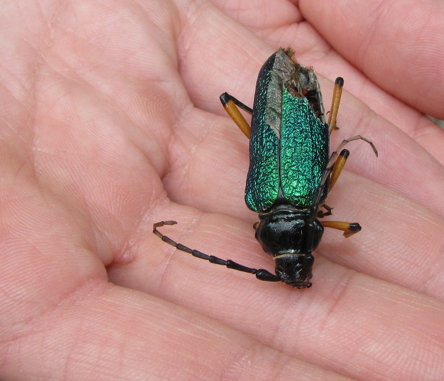 Sense of Misplaced: Resaca de la Palma State Park