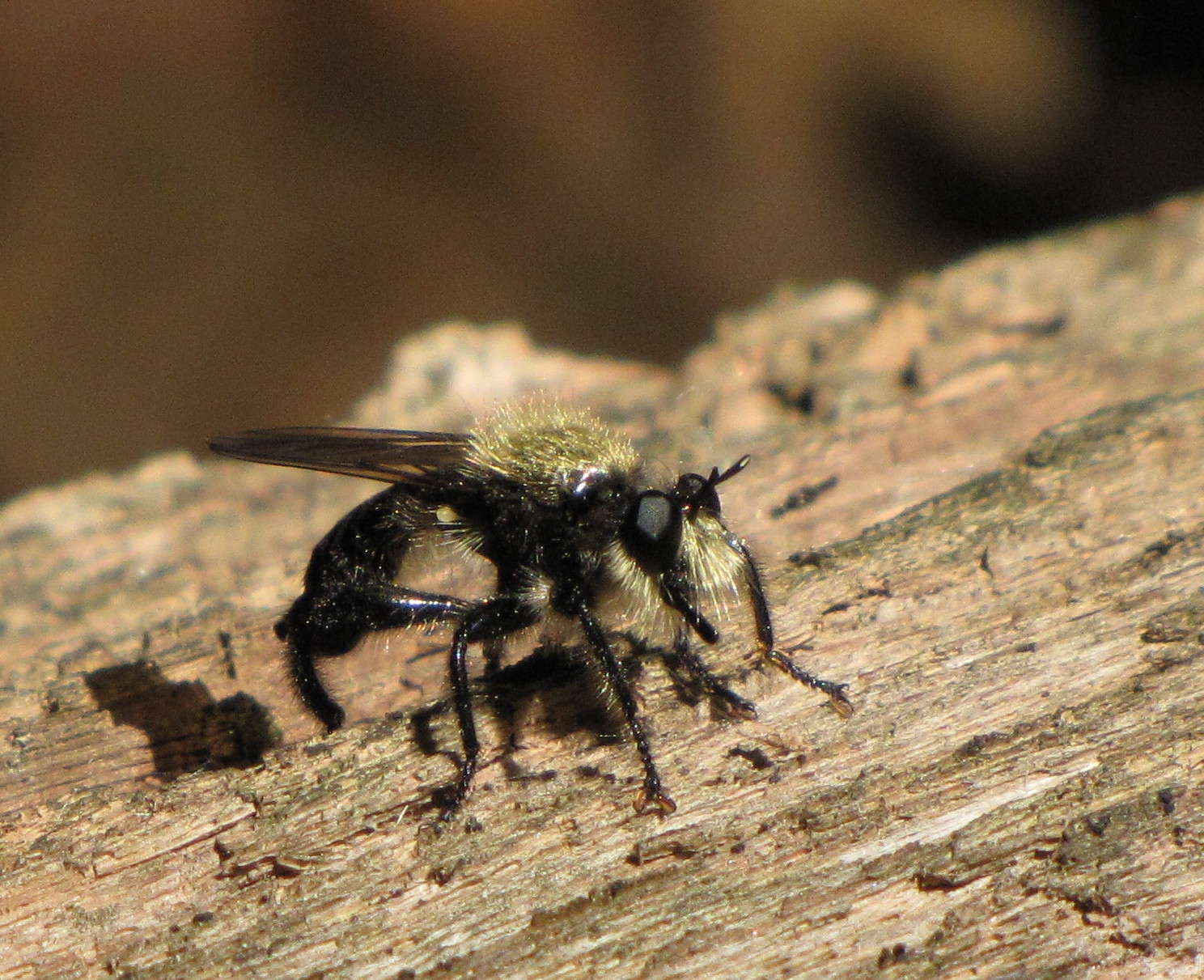 Bug Eric: Robber Flies