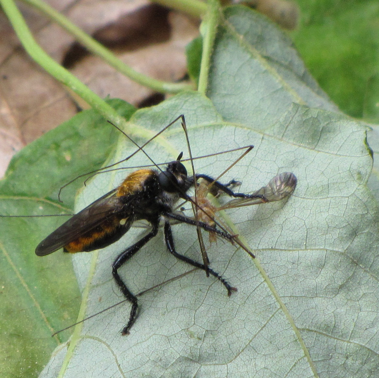 Bug Eric: Robber Flies