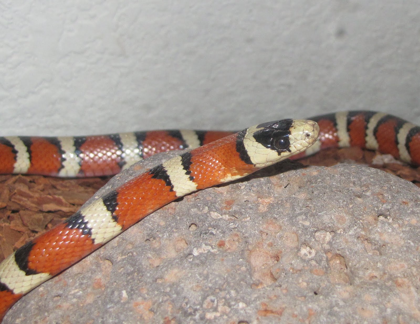 Sense of Misplaced: Sonoran Mountain Kingsnake