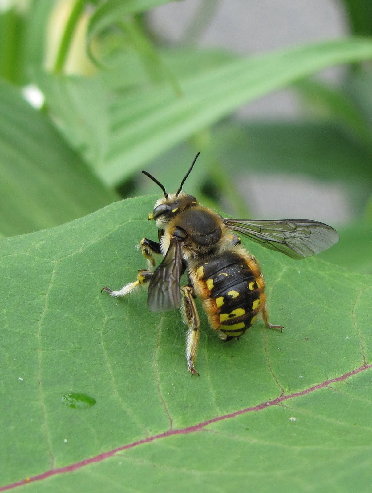 Bug Eric: The "Bully Bee" Gets a Makeover