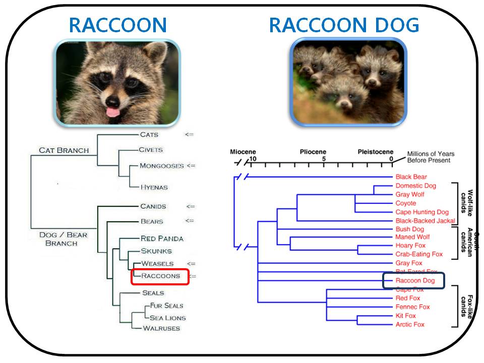 Kaist Raccoon dog !!!: Introduction