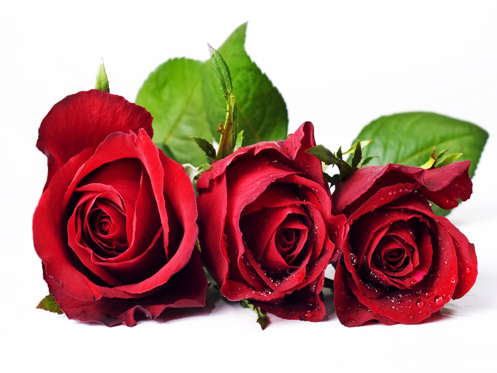 DR_ARTS_ °¤»·´¯`·._): Wallpapers com tema "ROSAS".