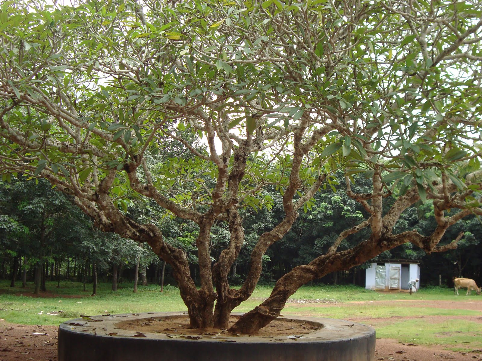 pavumba പാവുമ്പ: Pavumba Image Gallery