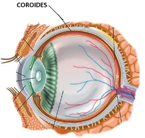 DICCIONARIO DE BIOLOGIA: ¿QUÉ ES LA COROIDES?