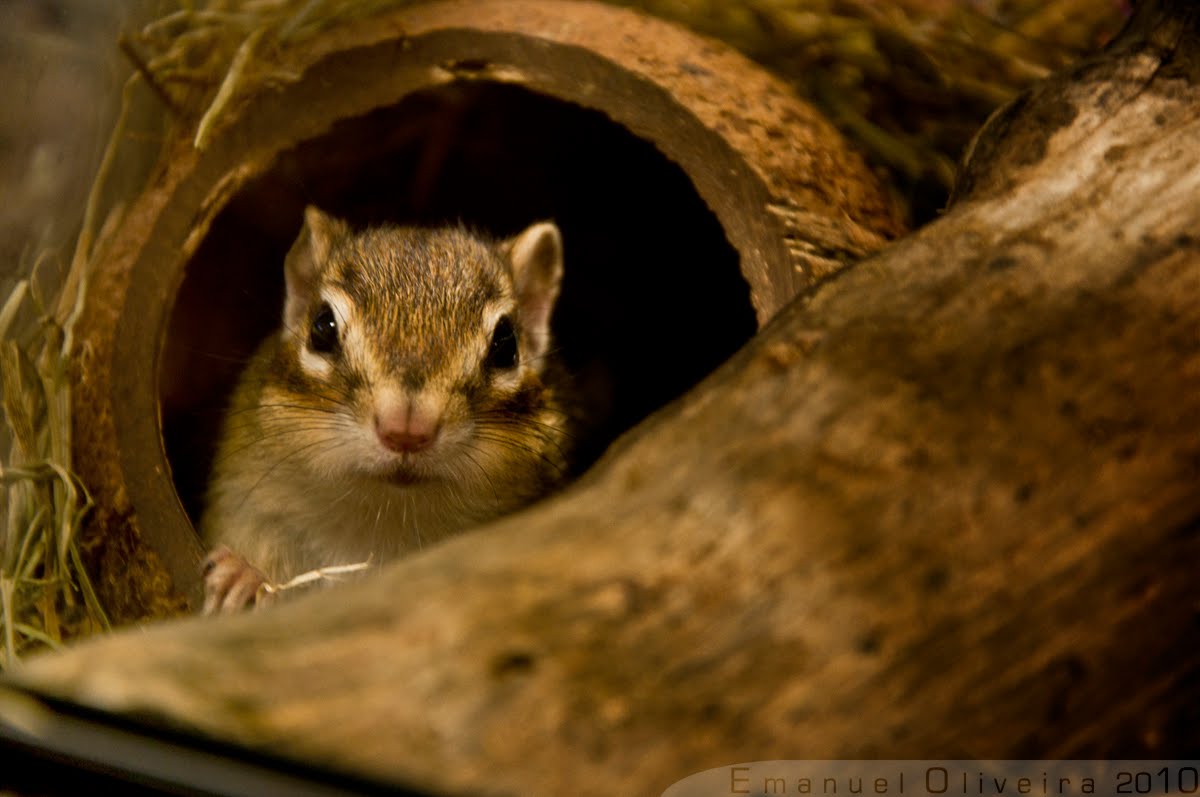 365 Points of View: View 142 - Esquilo Coreano