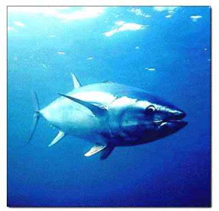 pescados y mariscos: TUNIDOS